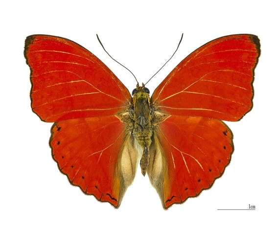 Blood Red Glider Butterfly Cymothoe sangaris spread for your