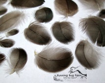 Popular items for miniature feathers on Etsy