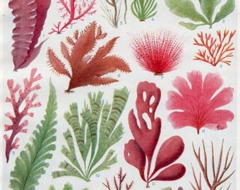 Popular items for algae print on Etsy