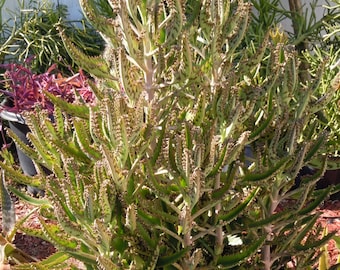 Alligator plant | Etsy