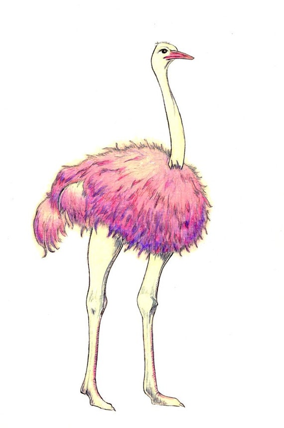 Pink Ostrich art print of an original drawing available