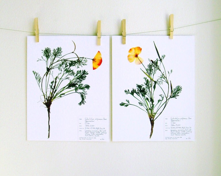 Poppy Botanical Print set, Herbarium Specimen Art, California Poppy ...