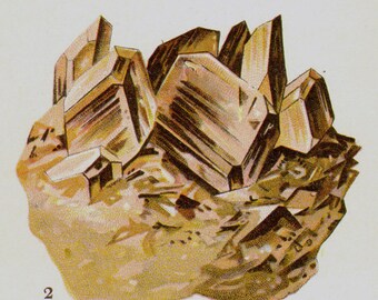 Sea Squirts Ascidae Haeckel Print Natural by SurrenderDorothy