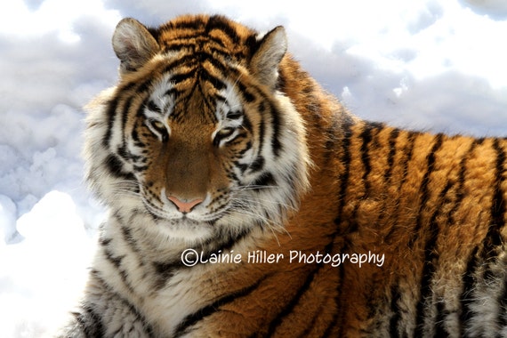 Items similar to 8x10 image of gorgeous tiger sunning in snow ...