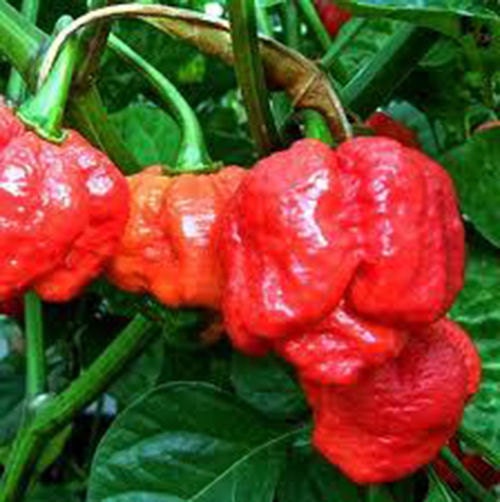 25 Trinidad Scorpion Pepper Seeds-1150A