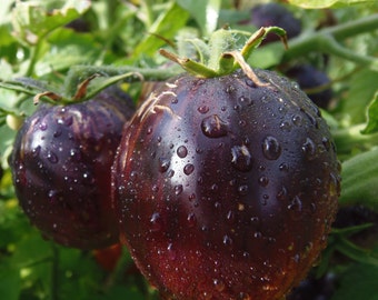 25 Blue Tomato Seeds-1104A