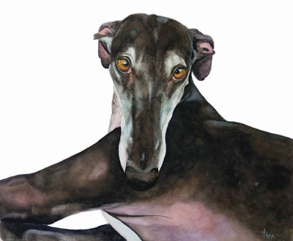 Spanish Greyhound Galgo Espanol Sighthound Galgo
