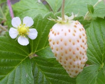 Popular items for alpine strawberry on Etsy