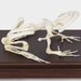 Articulated bullfrog skeleton