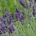 English Lavender Flower Seeds Lavandula Angustifolia-Vera