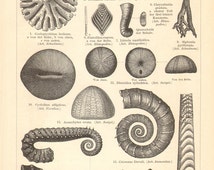 Popular items for fossil sea urchin on Etsy