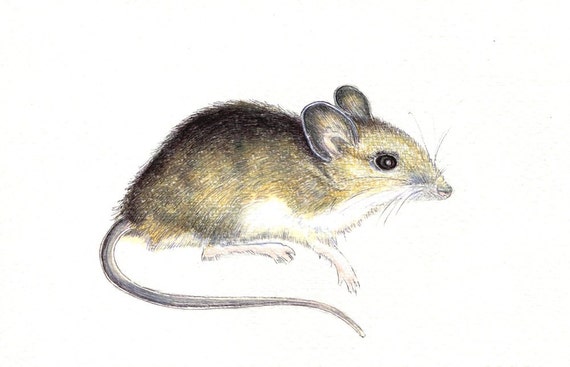 Field Mouse Print: Digital print of an original drawing