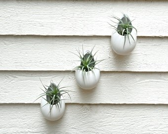 Unique air plant pot related items | Etsy