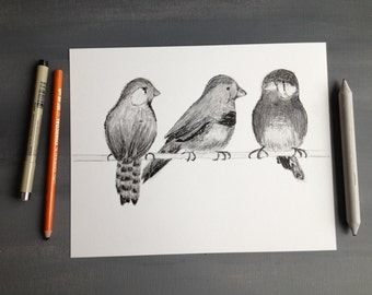 Zebra finches | Etsy