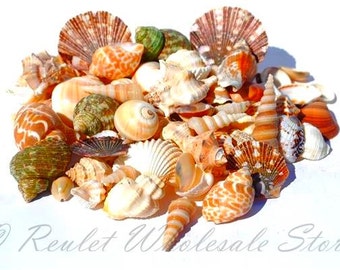Popular items for sea shell on Etsy