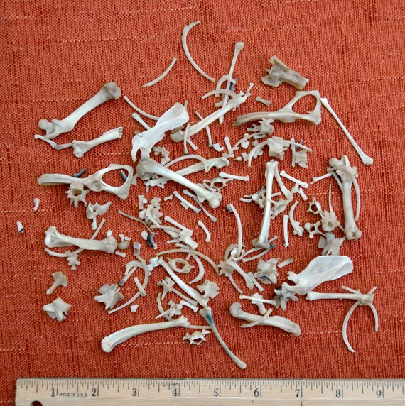 PRAIRIE DOG SKELETON Complete Real Small Animal by TheCoyoteWoman