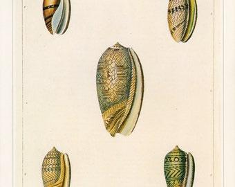 Vintage shell prints | Etsy
