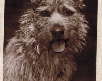 Popular items for old dog on Etsy