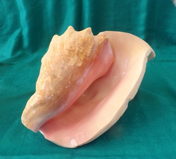 Large Pink Conch Shell