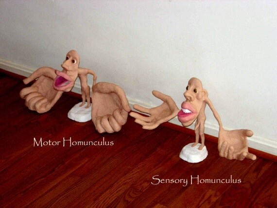 Pair of large size Homunculus Models 1 Sensory & by krishnasadhu