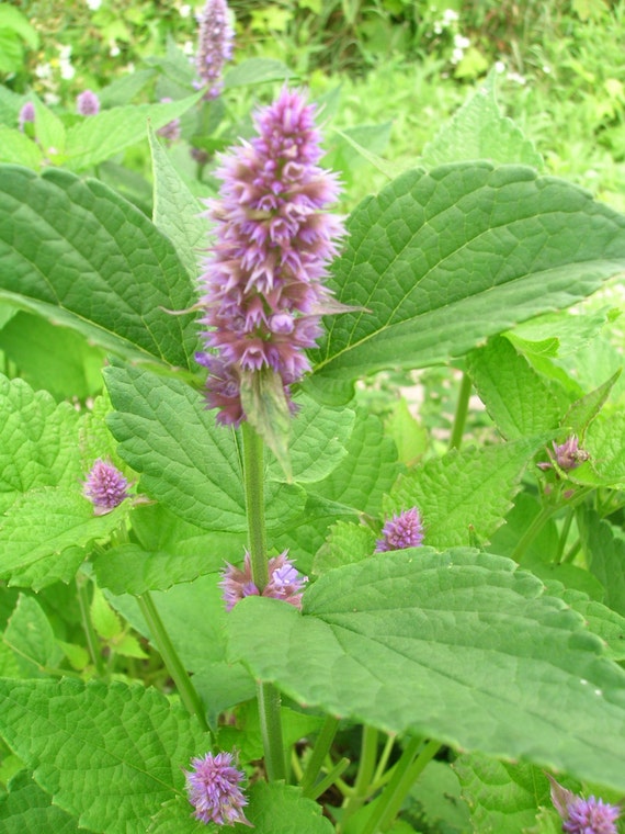 Semi di anice issopo Heirloom semi-organico erba di organicherbals