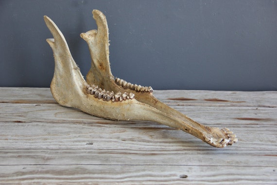 Unique Large Donkey Jaw Bone