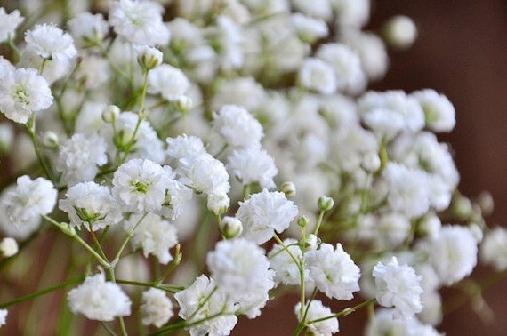 Heirloom 1200 Seeds Gypsophila white Baby's Babys Breath