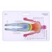 Dermatome Badge Pocket Card Horizontal for Nurse Paramedic EMT
