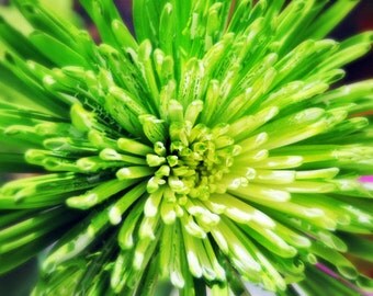 Popular items for chrysanthemum flower on Etsy