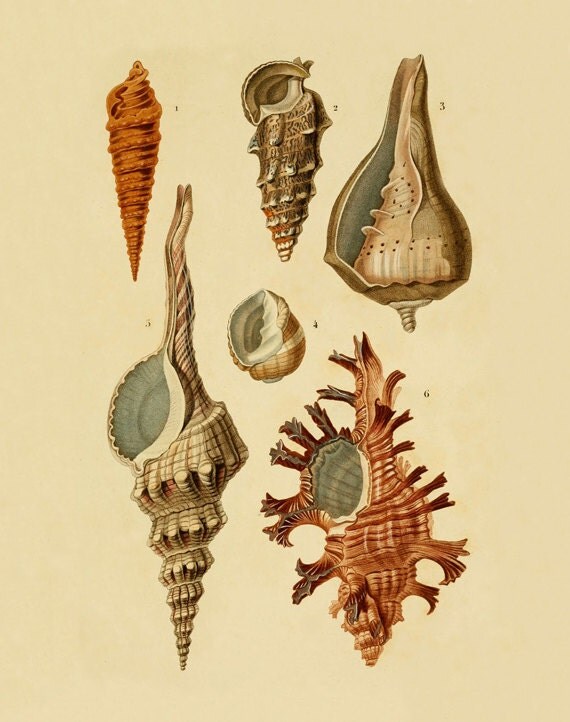 Vintage shells art print Antique prints by AntiqueBotanicalArt