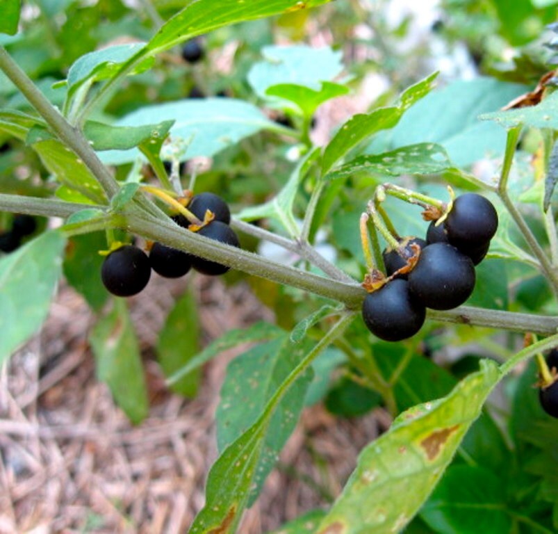 Wonderberry a.k.a. Garden Huckleberry, Sunberry,Organic (Solanum ...
