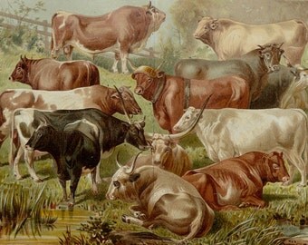 Popular items for cattle cow on Etsy