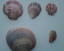 Popular items for beach shells on Etsy