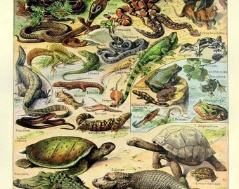 Popular items for vintage reptile on Etsy