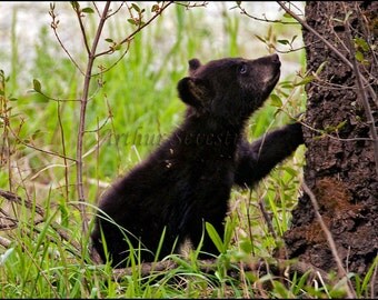Popular items for baby black bear on Etsy