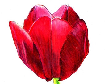 Tekening tulp | Etsy