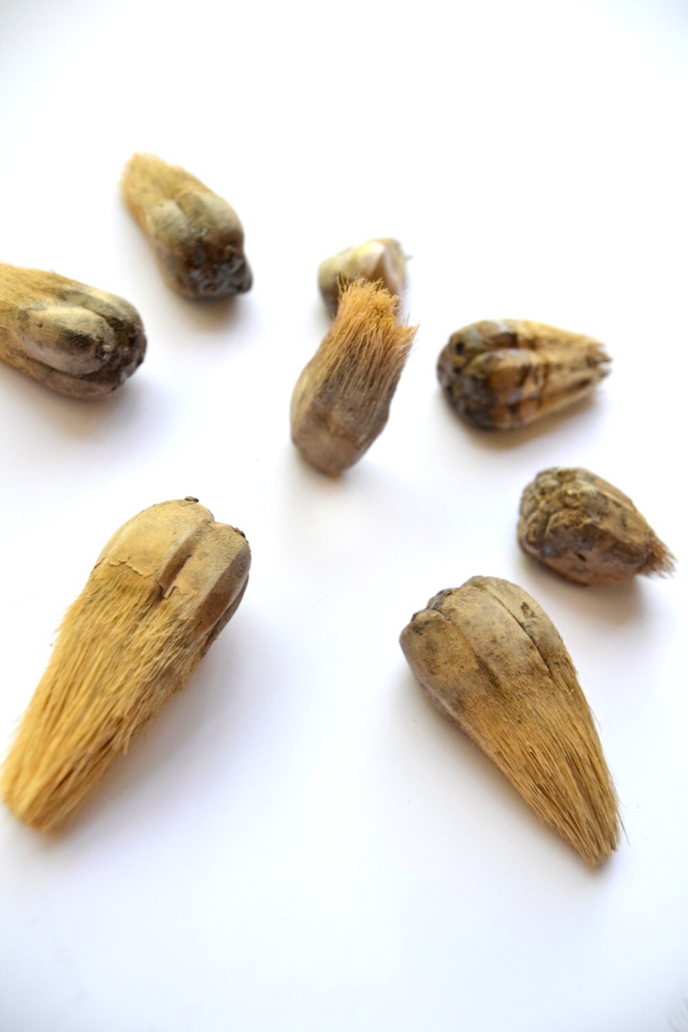 Hawaiian Paint Brushes Hala Tree Lauhala Seeds Home Decor