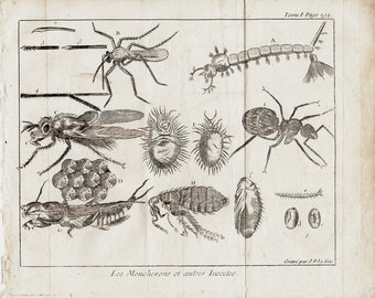 Antique insect print | Etsy