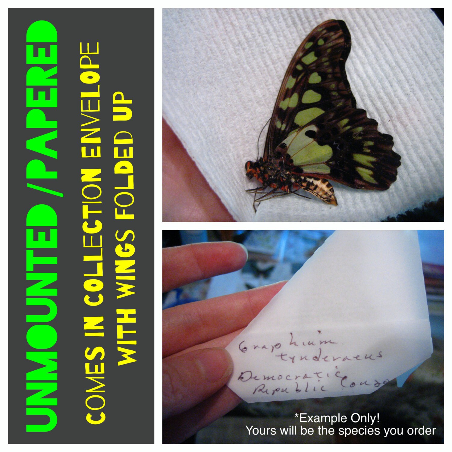 Blood Red Glider Butterfly Cymothoe sangaris spread for your