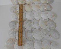 Unique sand dollar seashell related items | Etsy