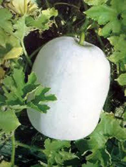 10 Winter White Watermelon Seeds-1163