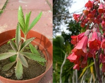 Popular items for maternity plant on Etsy