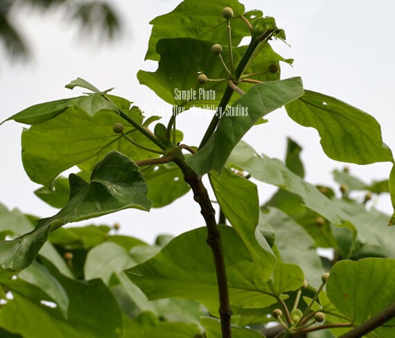 7 seeds RARE Kadam Tree Kadamba Ancient Look Bonsai Ornamental ...