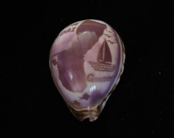 Popular items for carved seashells on Etsy