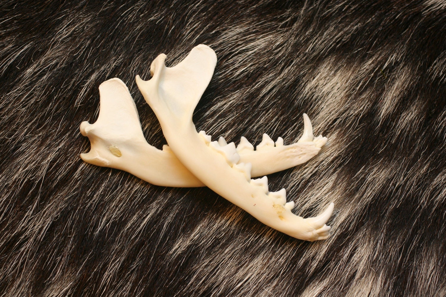 2 Grey Fox Jaw Bones