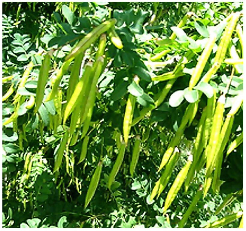 Siberian Pea Tree PEA SHRUB Caragana arborescens Seeds