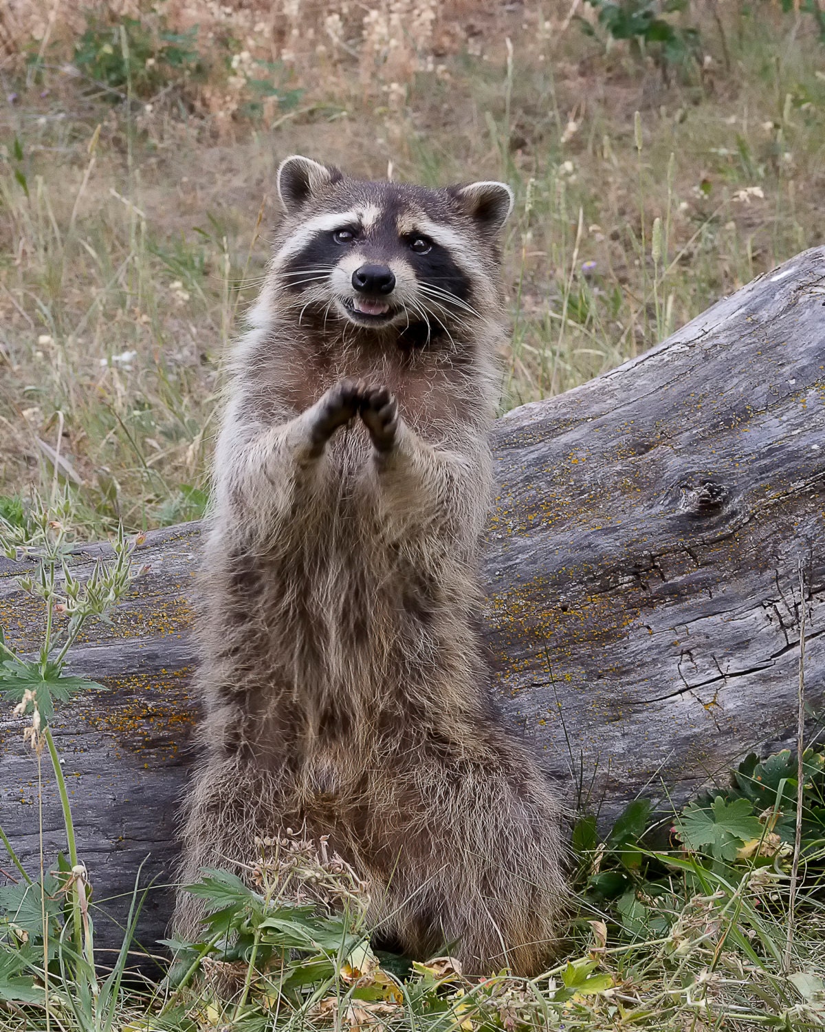 Raccoon Begging for Food Mask Mammal Wildlife Fine Art