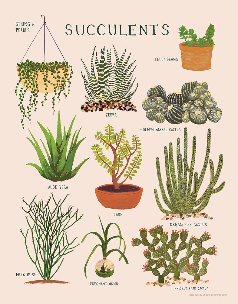 Succulents Print