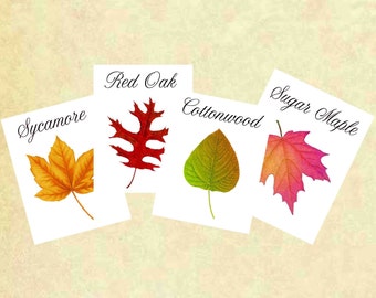 Popular items for fall table numbers on Etsy