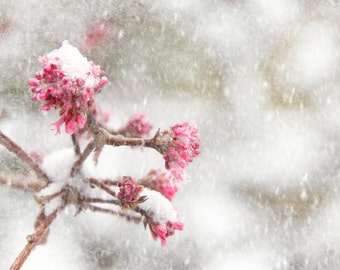 Winter Nature Photography Snow on Pink Plum Blossoms Home